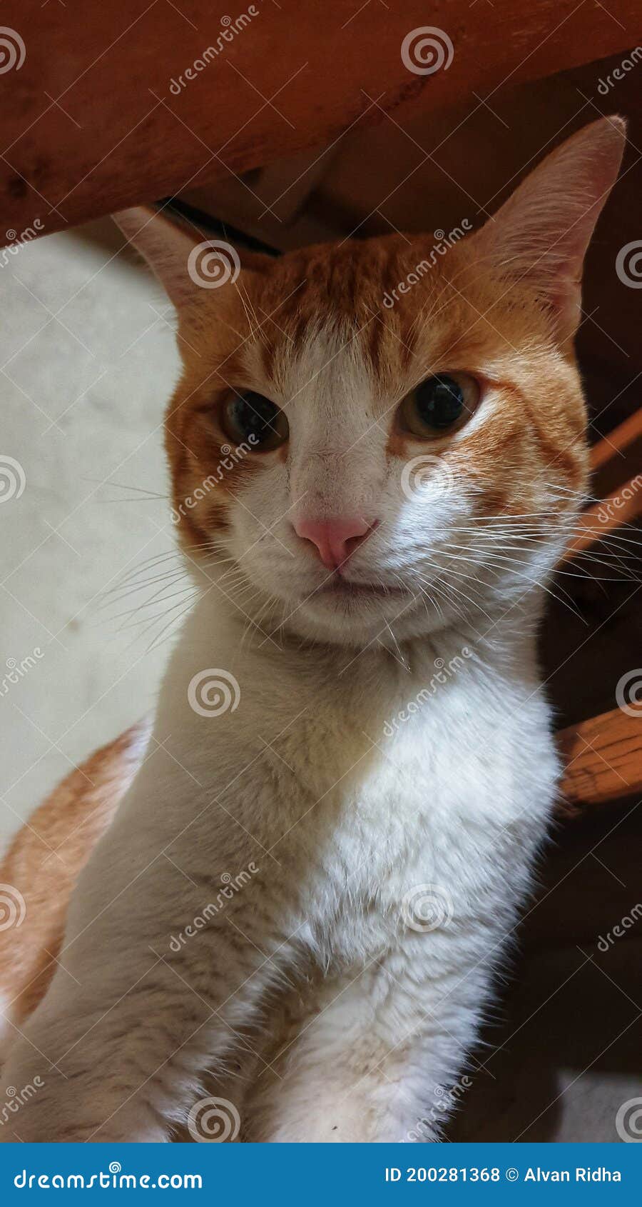 An apex predator. stock photo. Image of domestic, apex - 200281368