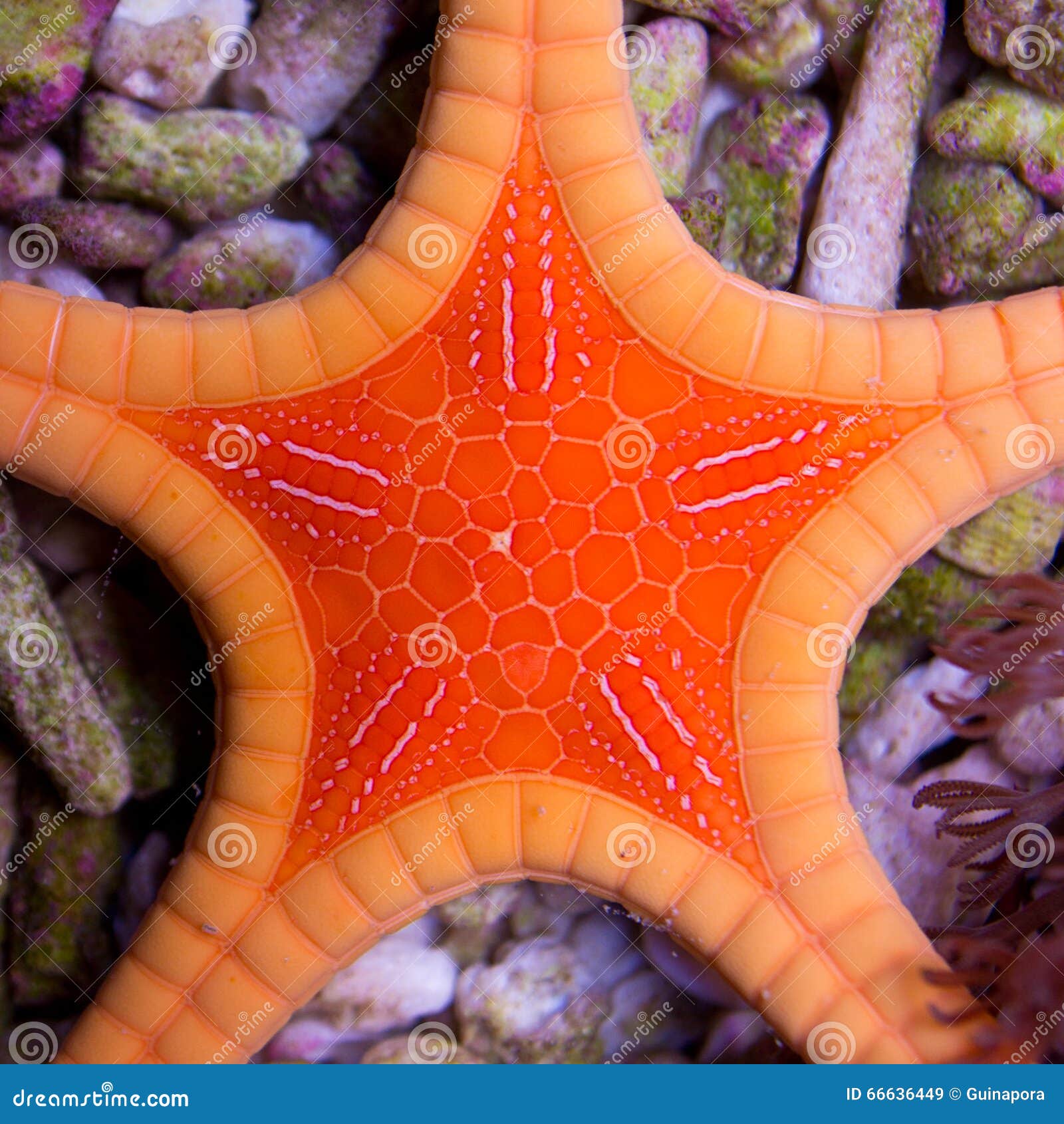 Iconaster Longimanus Stock Photos - Free & Royalty-Free Stock Photos ...