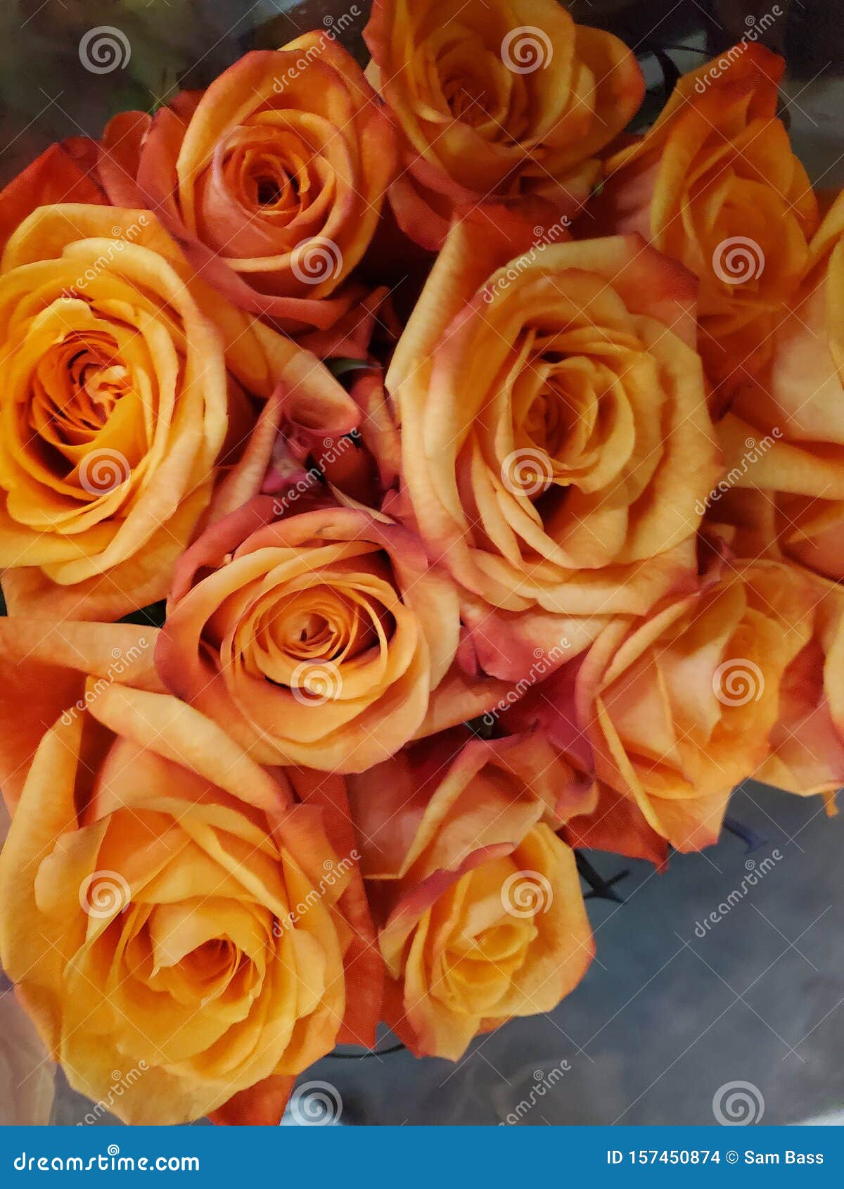 Orange Dozen Roses stock photo. Image of beautiful, dozen - 157450874