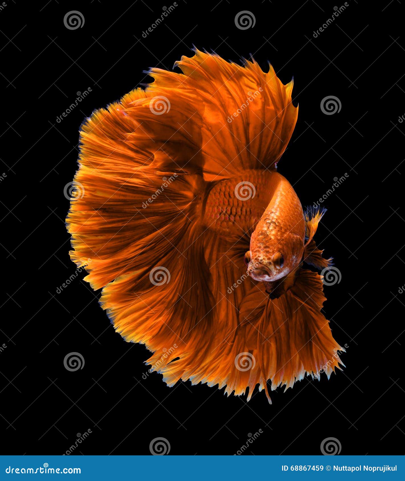 Orange Dragon Siamese Fighting Fish, Betta Fish Isolated on Black ...