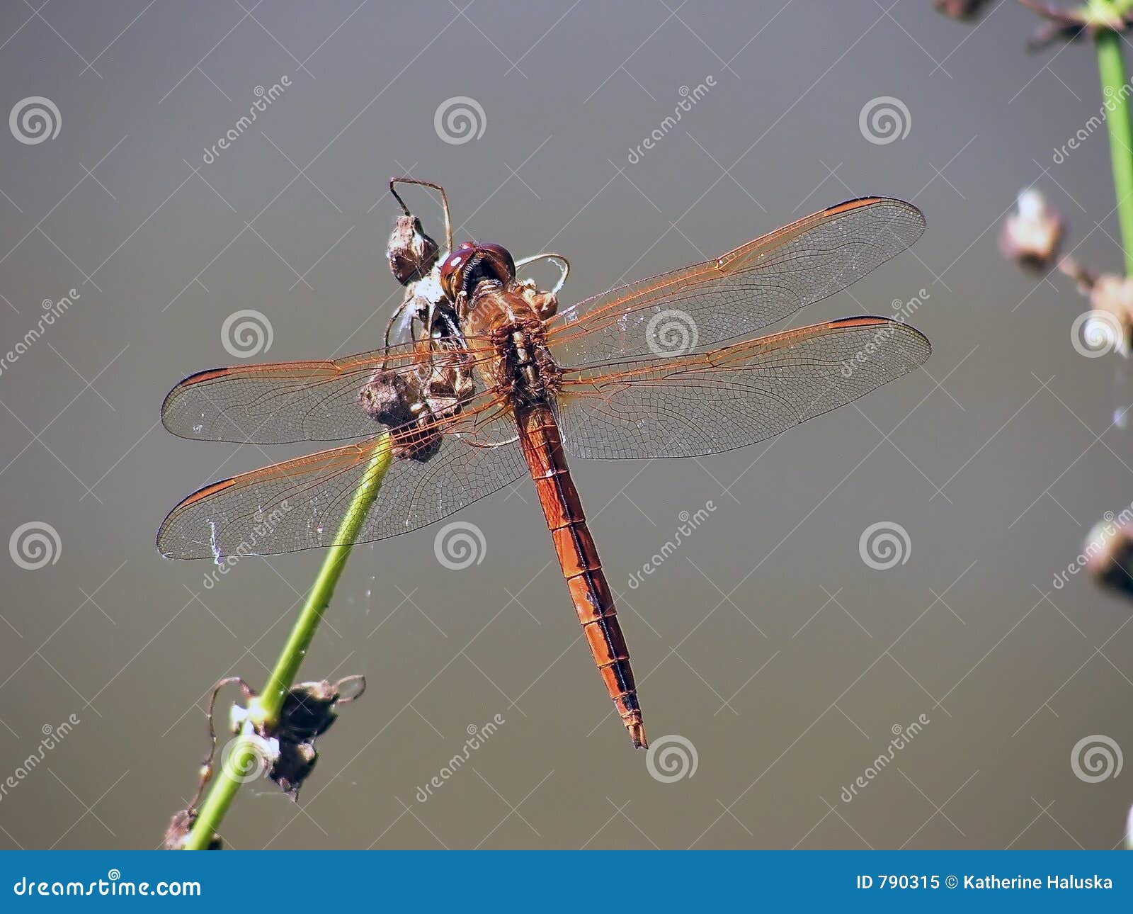 Orange dragonfly stock image. Image of wings, small, delicate - 790315