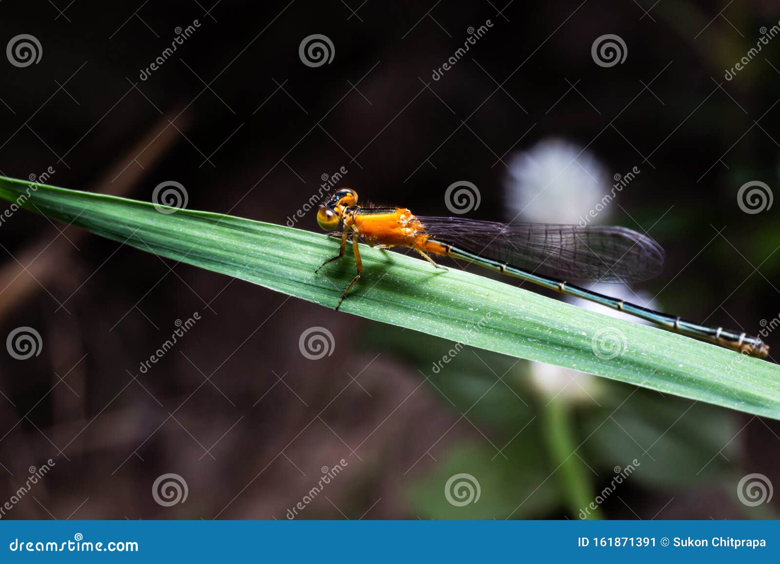 Orange Dragonfly on Green Leaves of Grass Stock Image - Image of ...