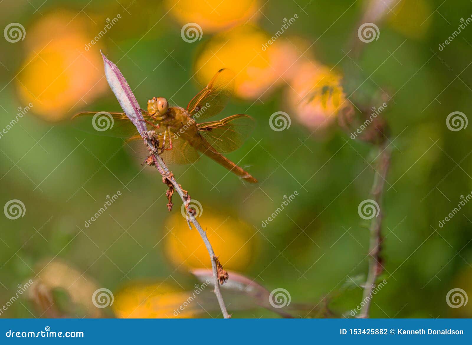 Orange Dragonfly on Perch in Arizona Desert Stock Photo - Image of ...