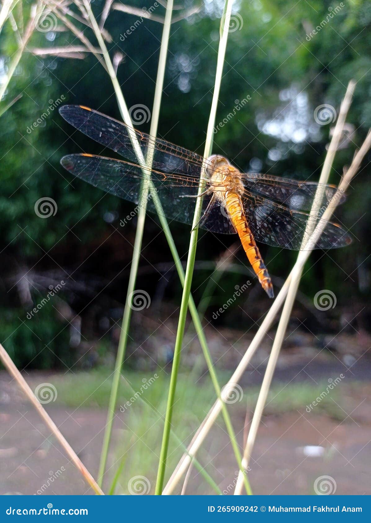 An Orange Dragonfly Perched on the Grass Stock Photo - Image of beauty, flower: 265909242