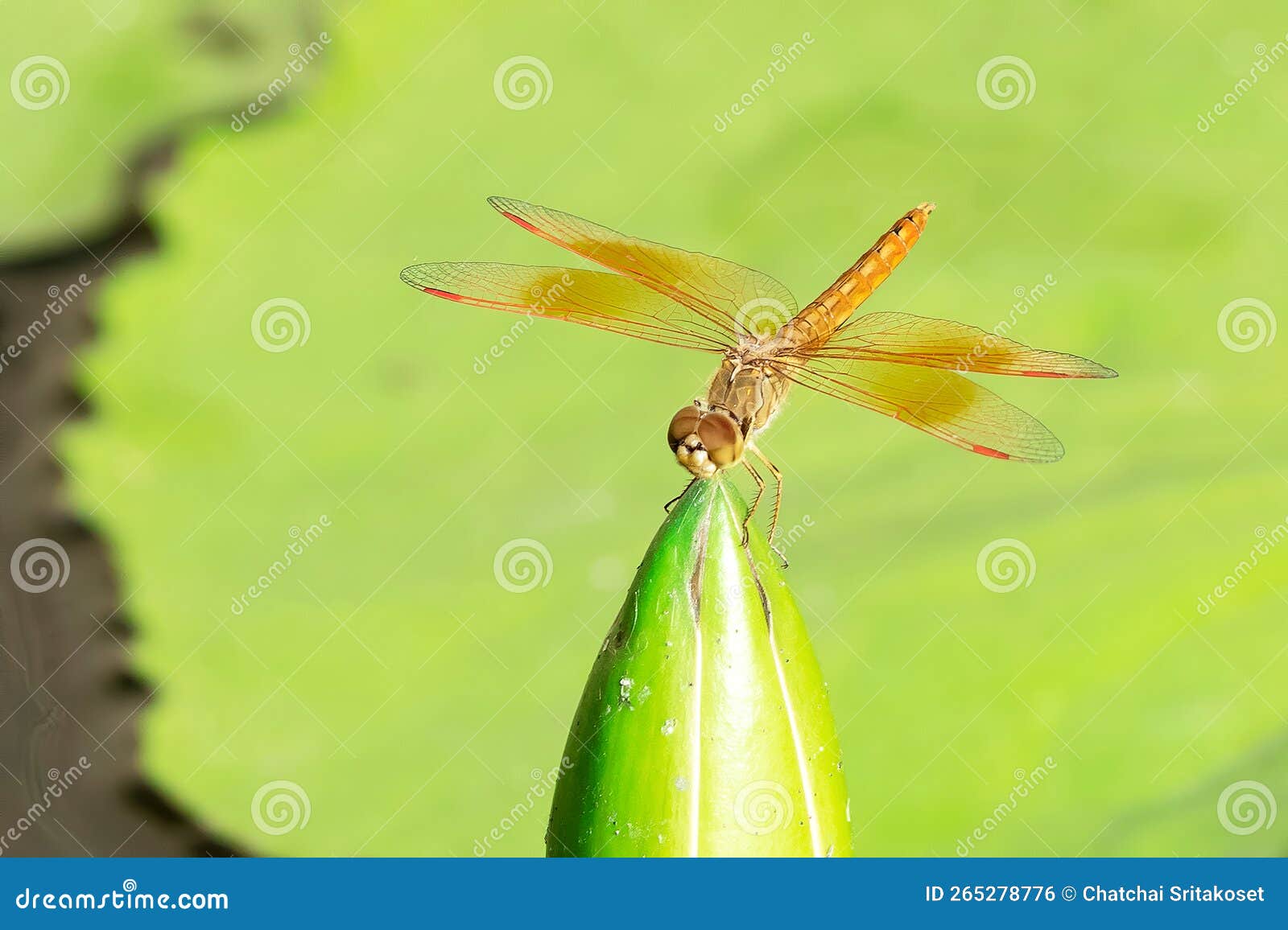 Orange Dragonfly Perched on a Lotus Bud Stock Photo - Image of wings, dragonflies: 265278776