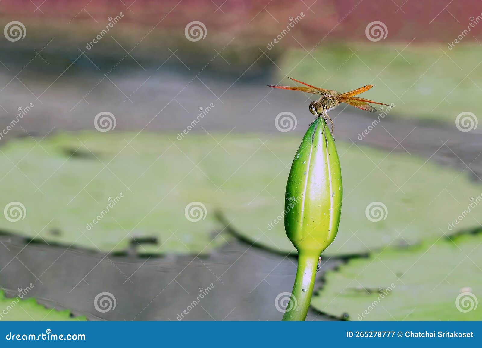 Orange Dragonfly Perched on a Lotus Bud Stock Image - Image of insect, natural: 265278777