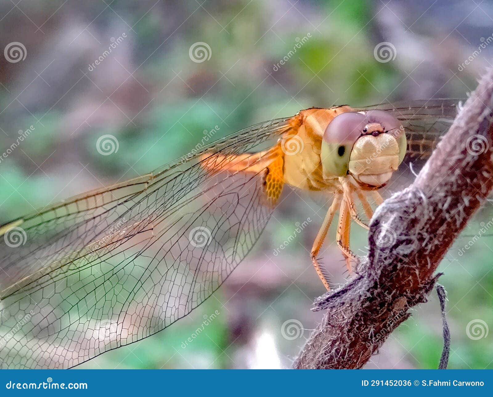 This Orange Dragonfly is a Predatory Insect in Its Species Stock Photo ...