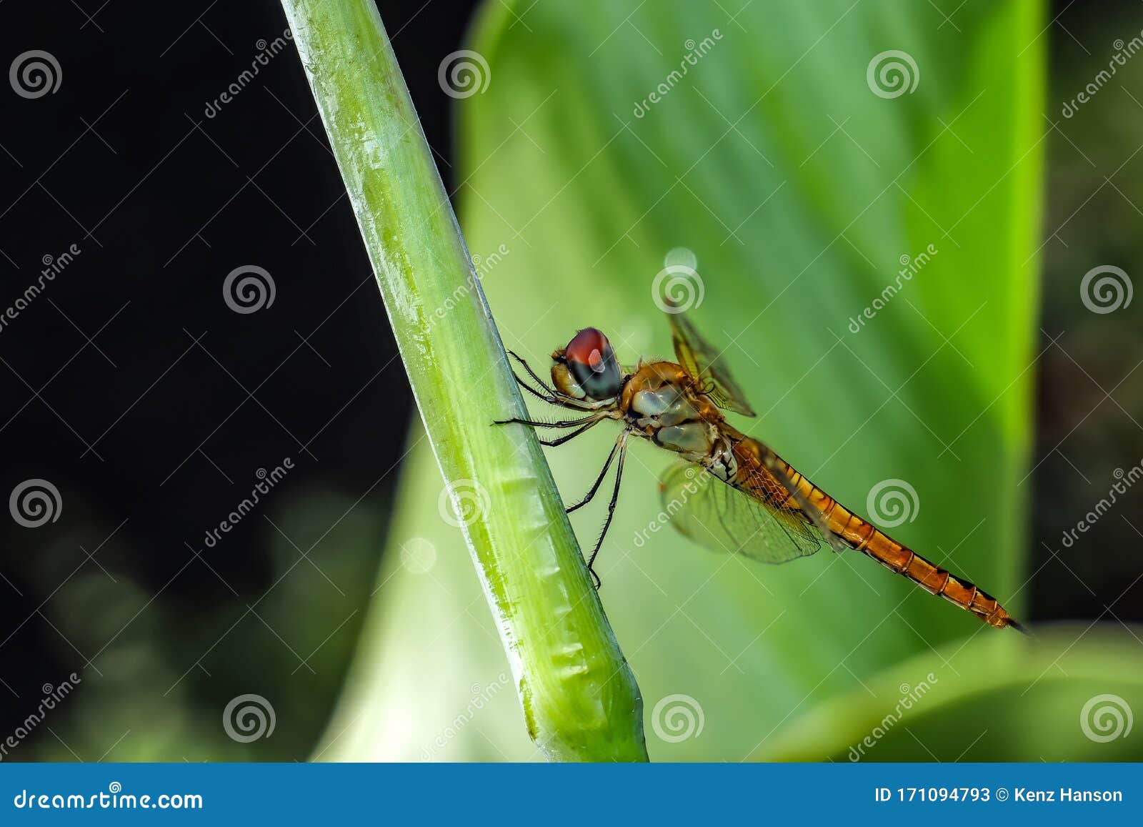 Orange Dragonfly. Winged Insects and Long Tails Stock Image - Image of ...