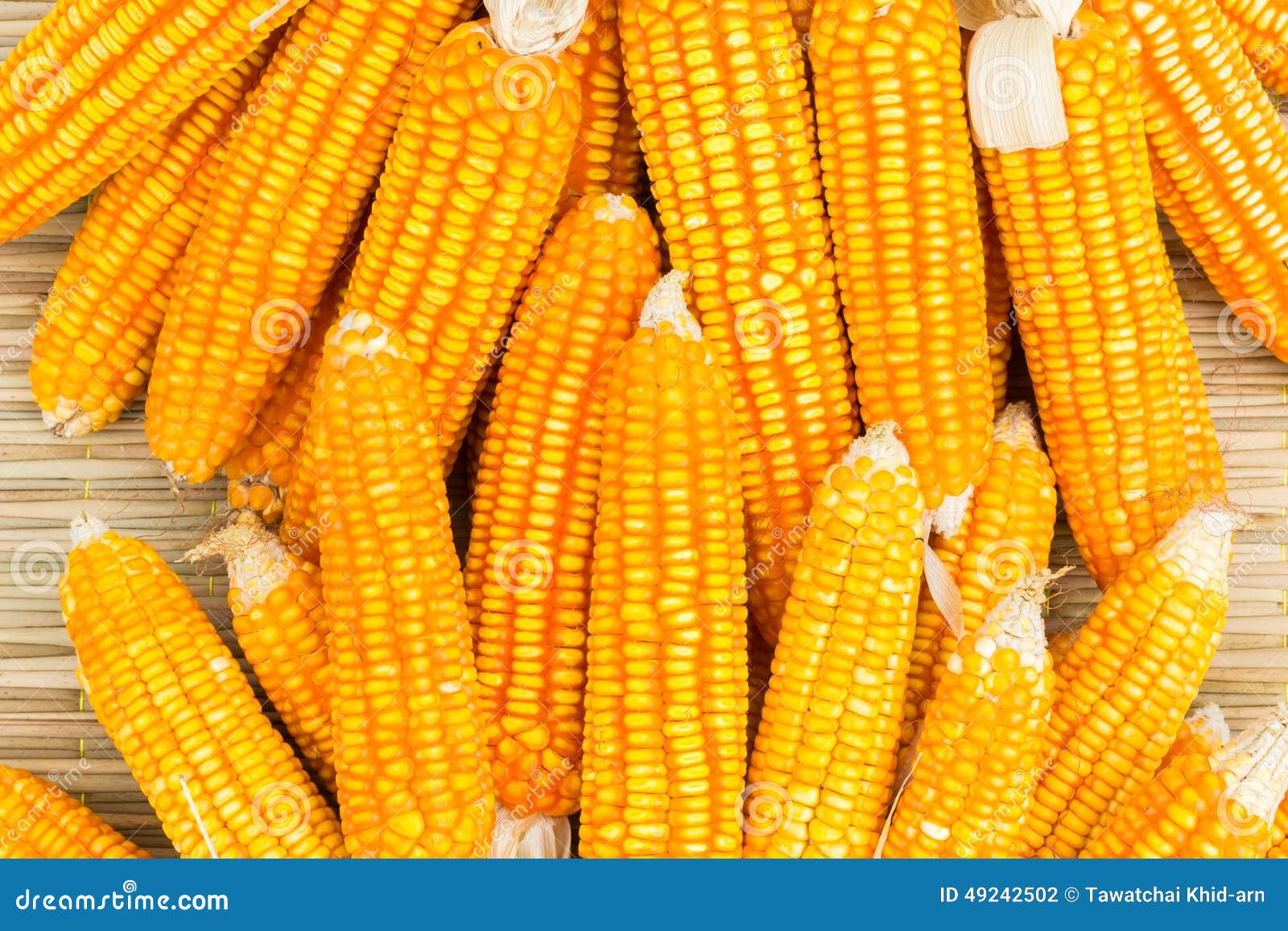 Orange Dried Corn Background for Animal Feeding Stock Photo - Image of ...