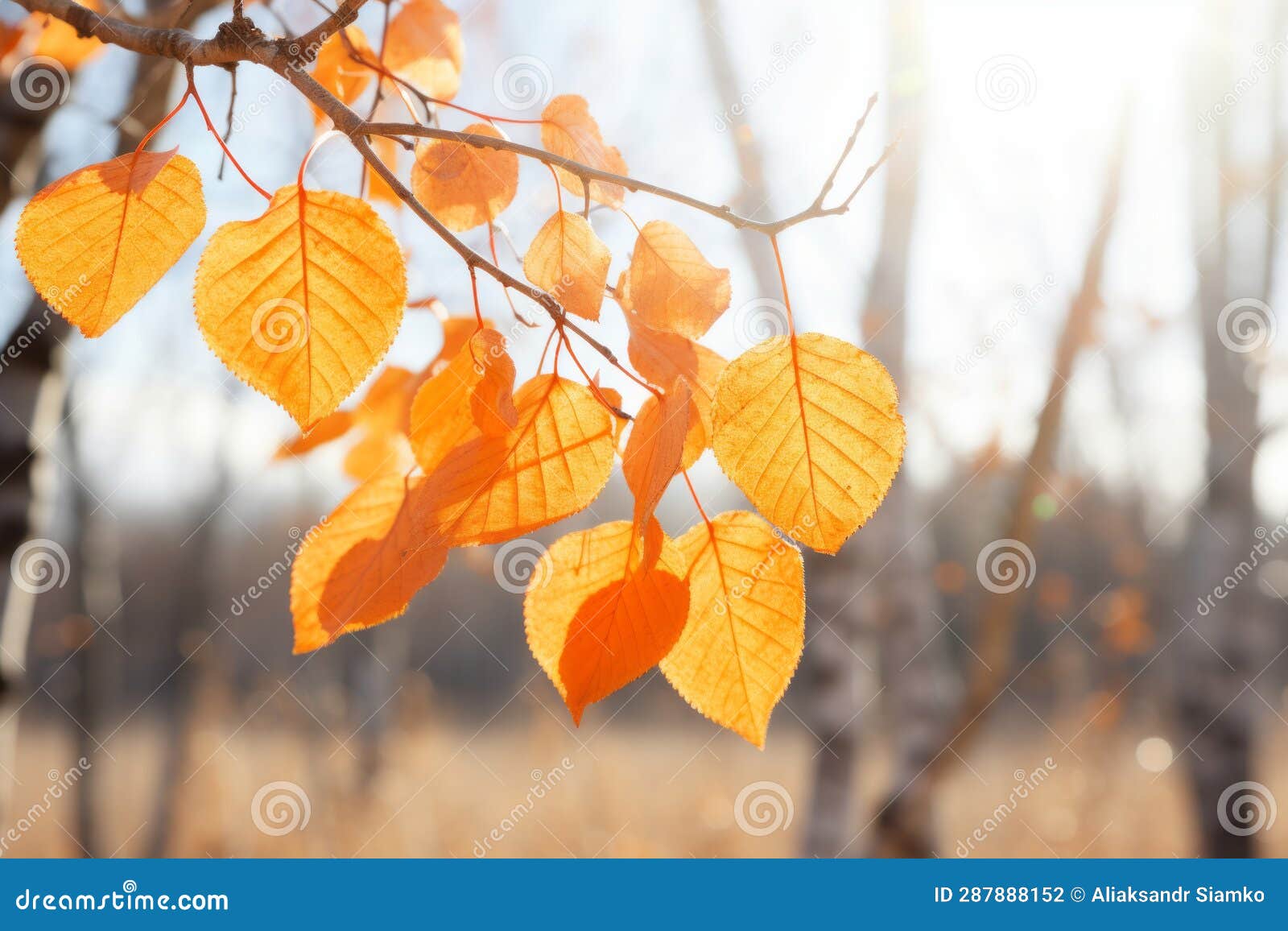 Orange, Dried Leaves on a Tree in Fall Stock Photo - Image of natural ...