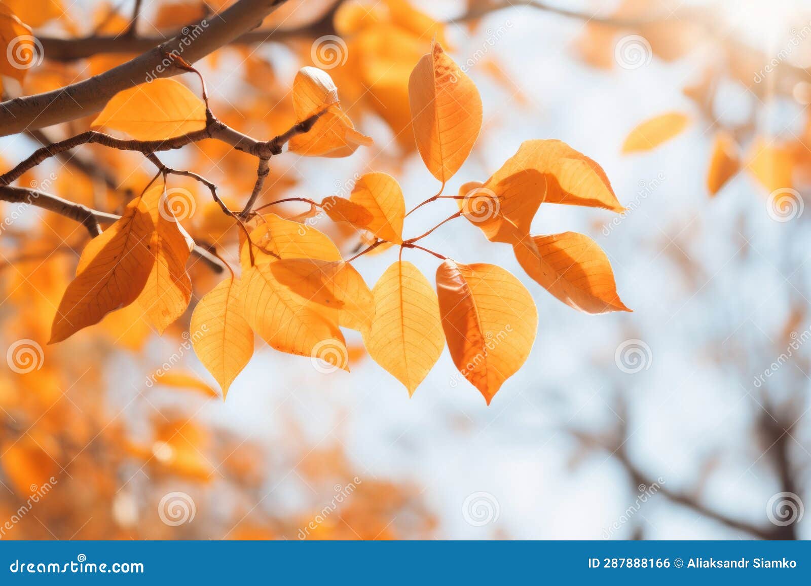 Orange, Dried Leaves on a Tree in Fall Stock Photo - Image of brown ...