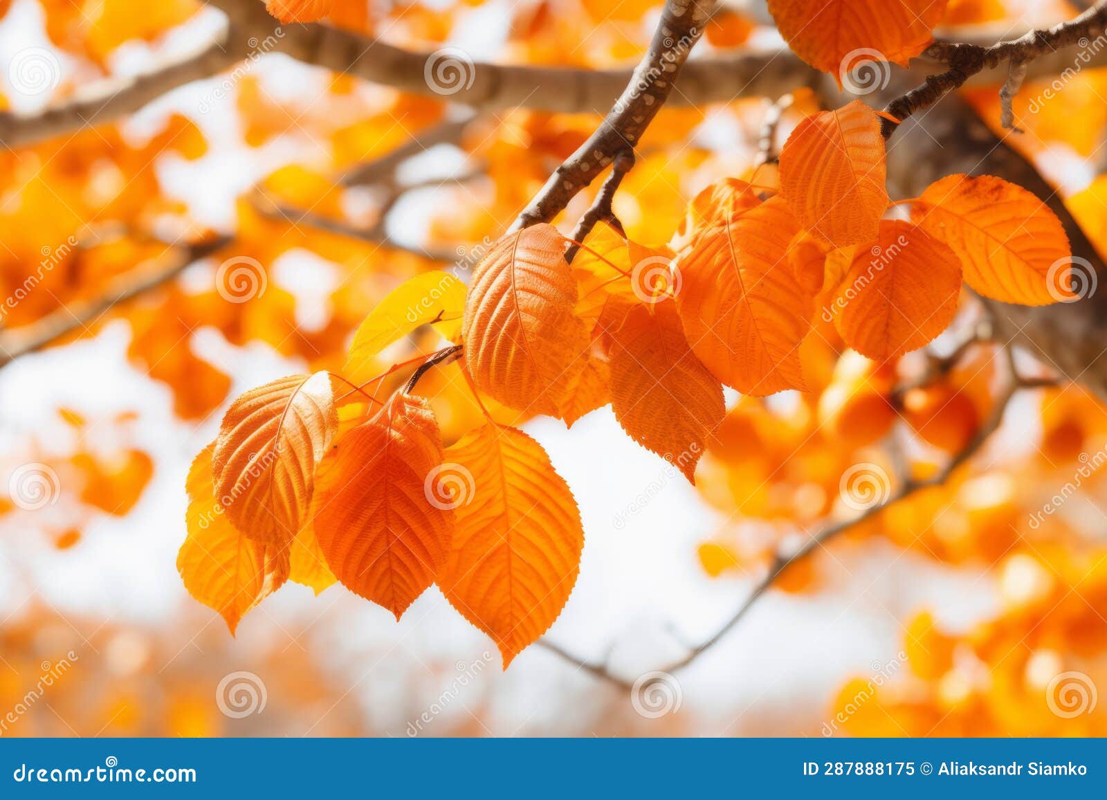 Orange, Dried Leaves on a Tree in Fall Stock Image - Image of ...