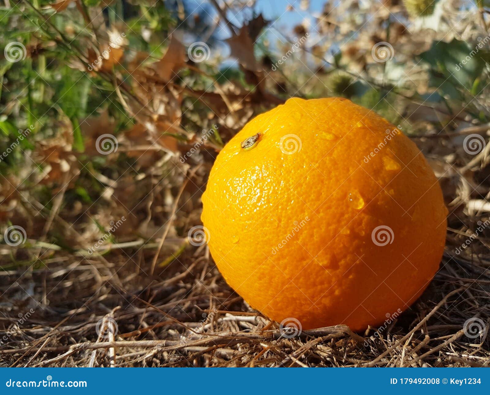 Orange with drops of dew stock photo. Image of macro - 179492008