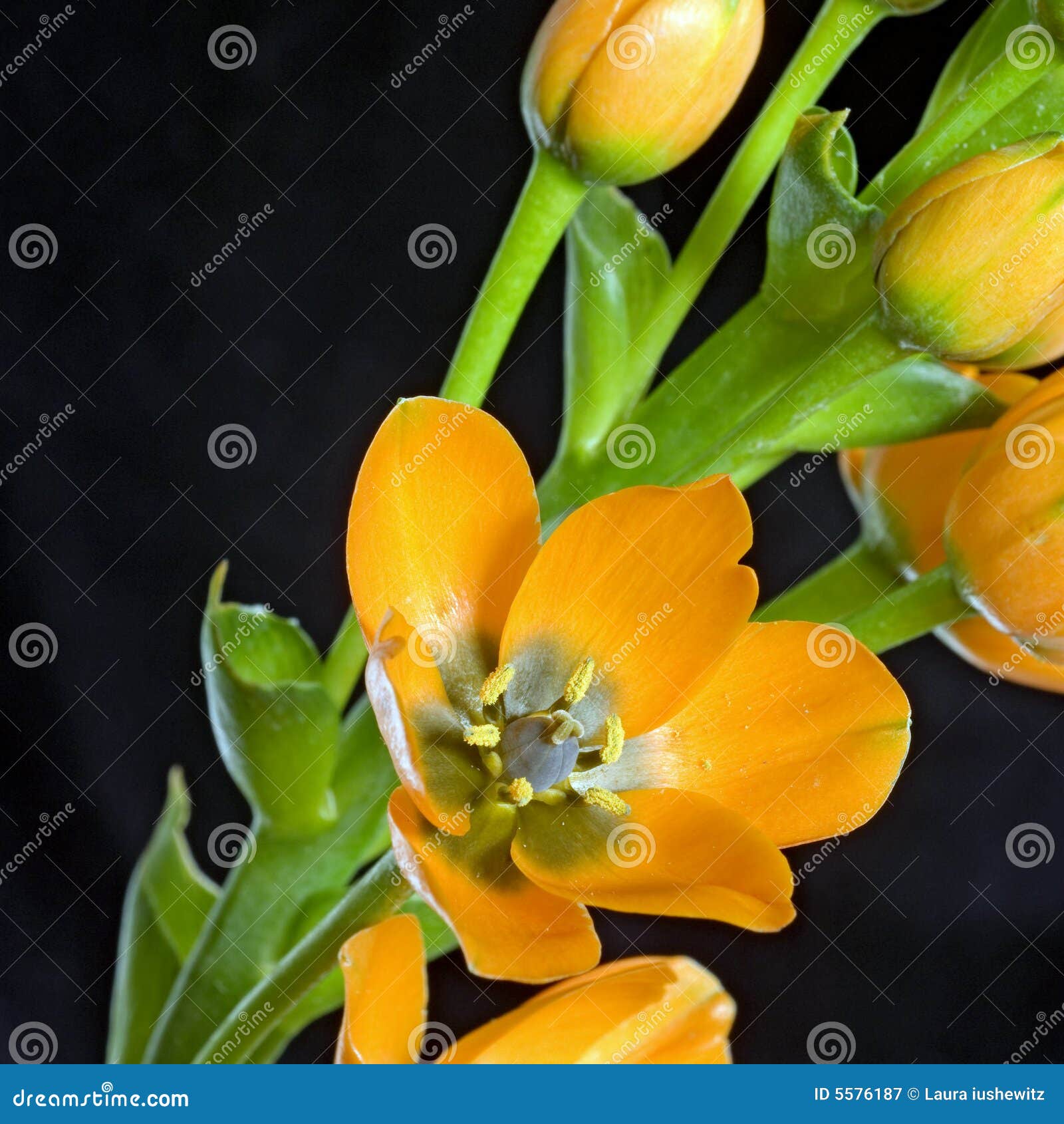 Orange Dubium Flower and Plant Stock Image - Image of ageing, beauty ...