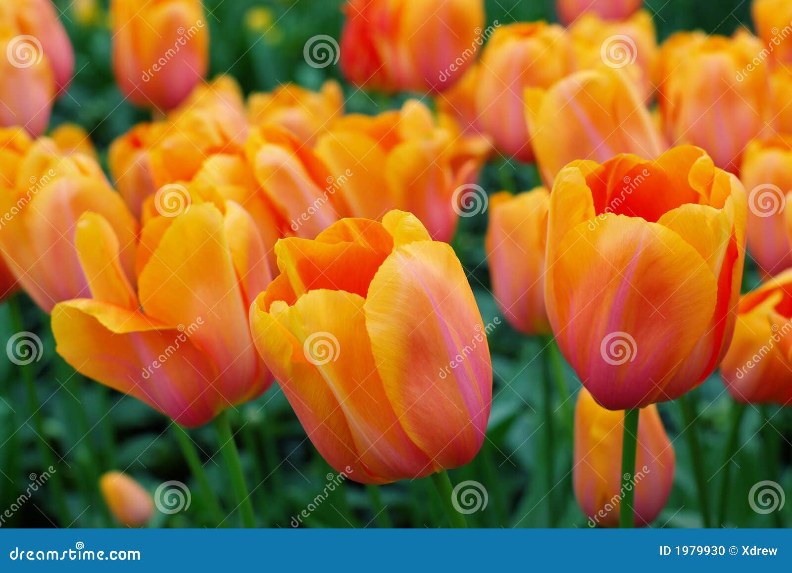 Orange dutch tulips stock photo. Image of narciss, petal - 1979930
