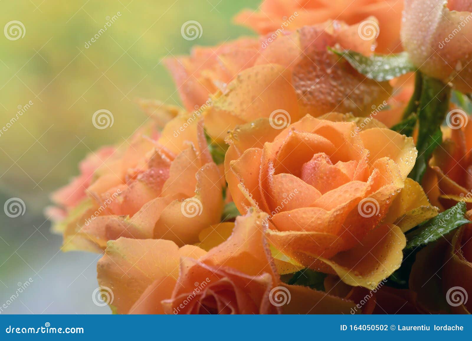 Orange English Roses stock photo. Image of drop, rose - 164050502