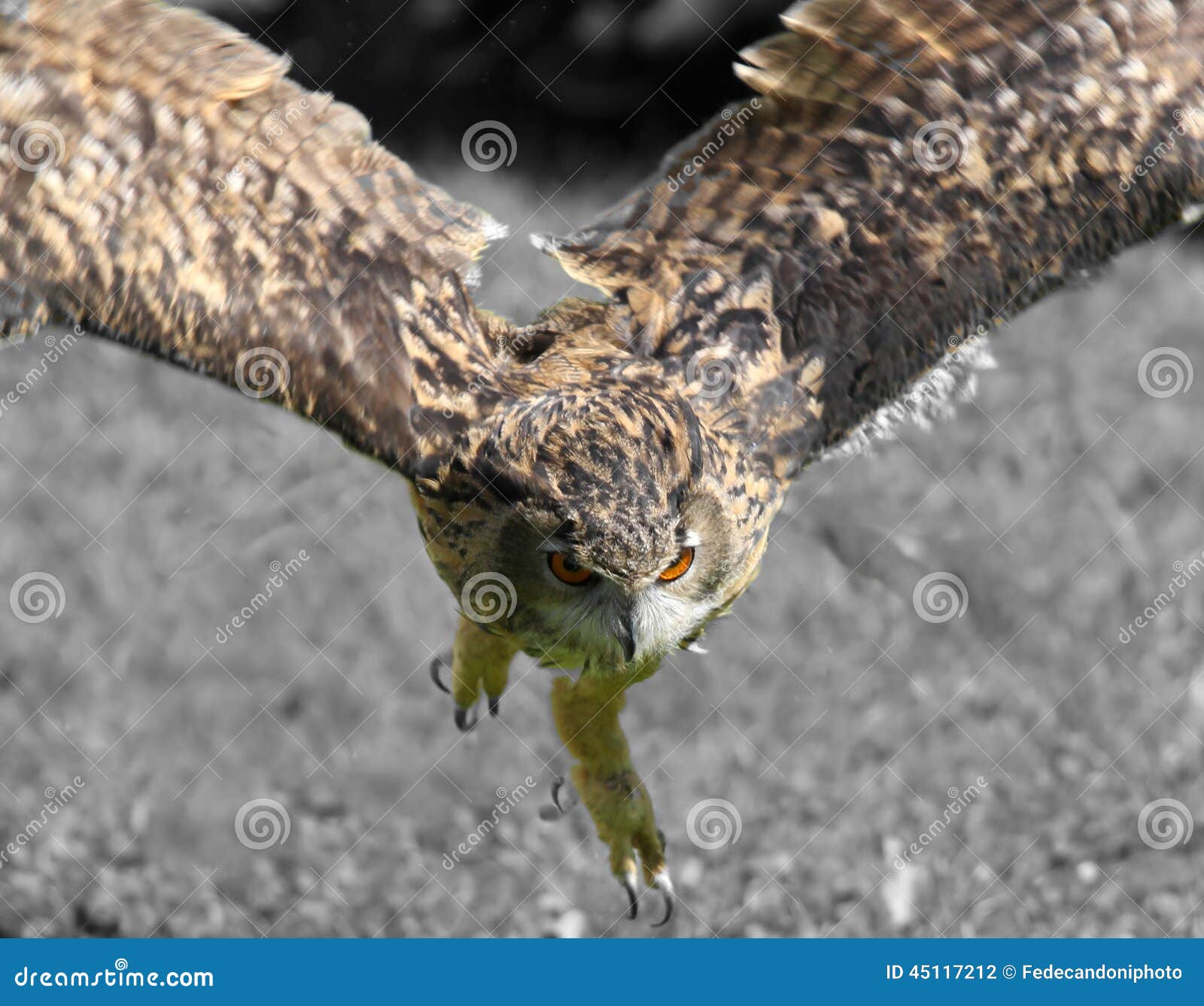 Orange Eyed Eagle Owl On A Studio Background Royalty-Free Stock ...