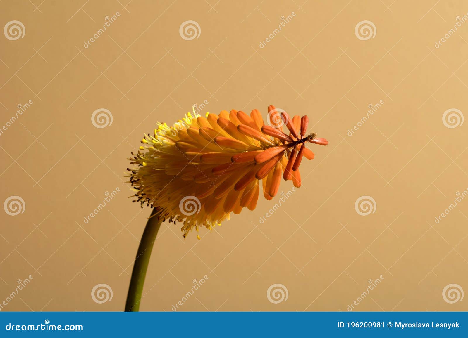 Orange Fairy Flower on Light Coloured Background Stock Image - Image of ...