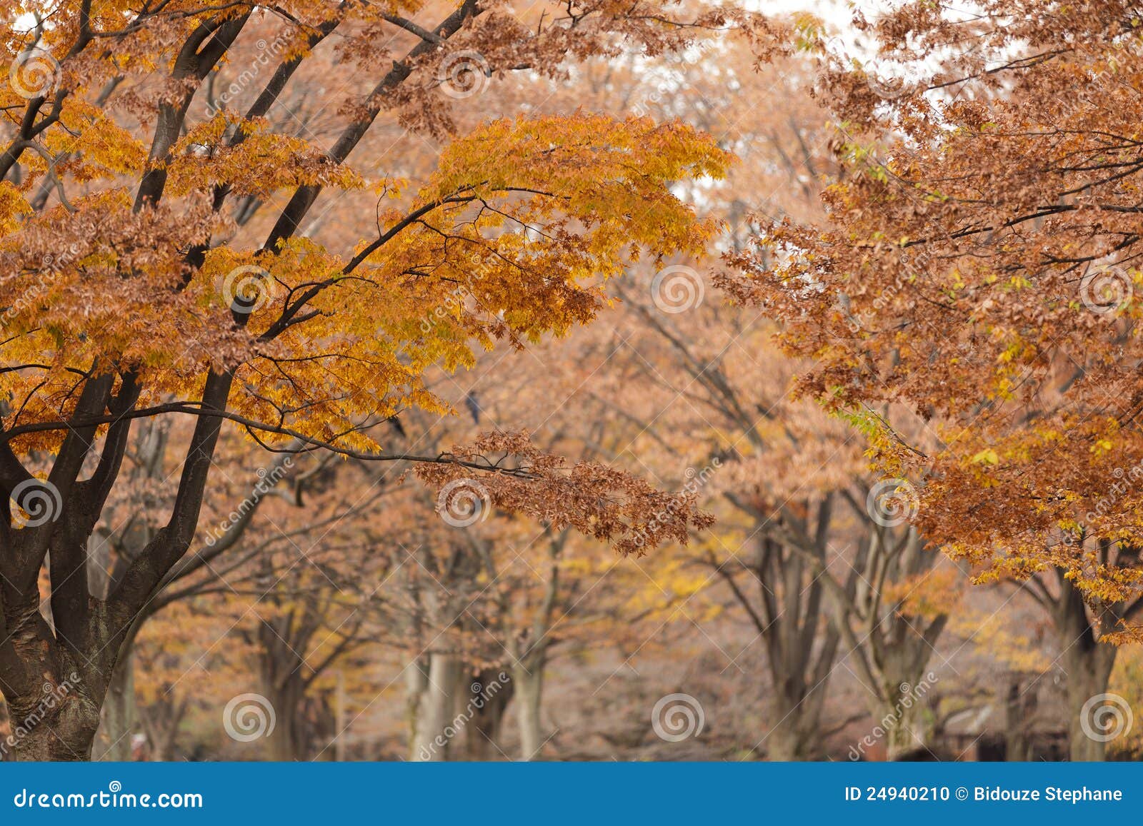 Orange fall colors stock photo. Image of forest, asia - 24940210