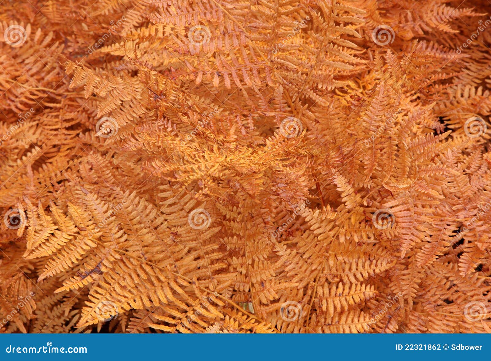 Orange Fall Fern Background Stock Photo - Image of texture, rainforest ...