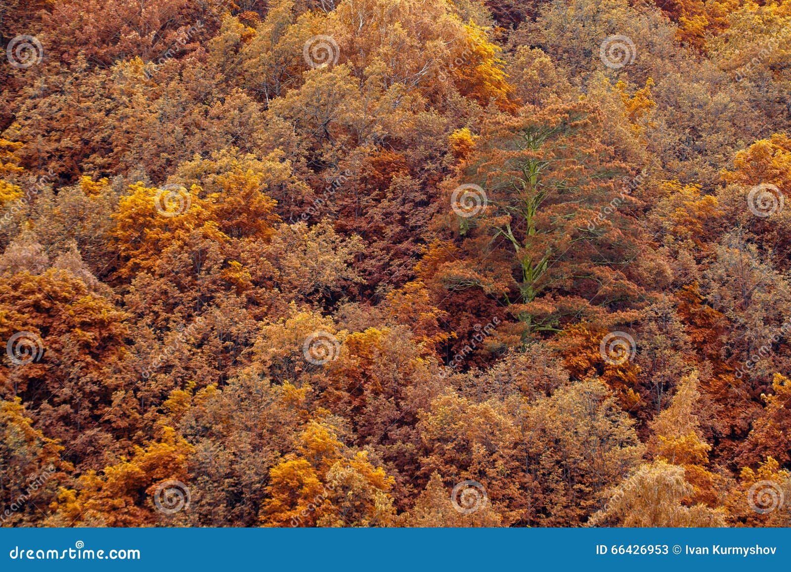 Orange Fall Forest Trees Texture Background. Nature Landscape Stock ...