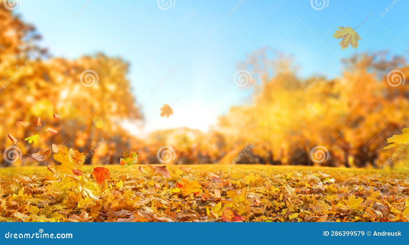 Orange Fall Leaves in Forest, Autumn Natural Background Stock Image ...