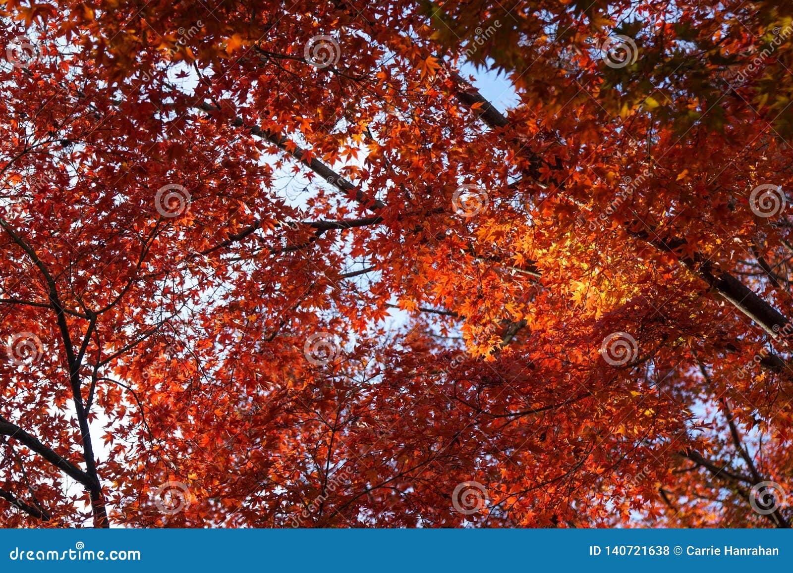 Orange Fall Leaves Form a Canopy on Branches Overhead Stock Photo ...