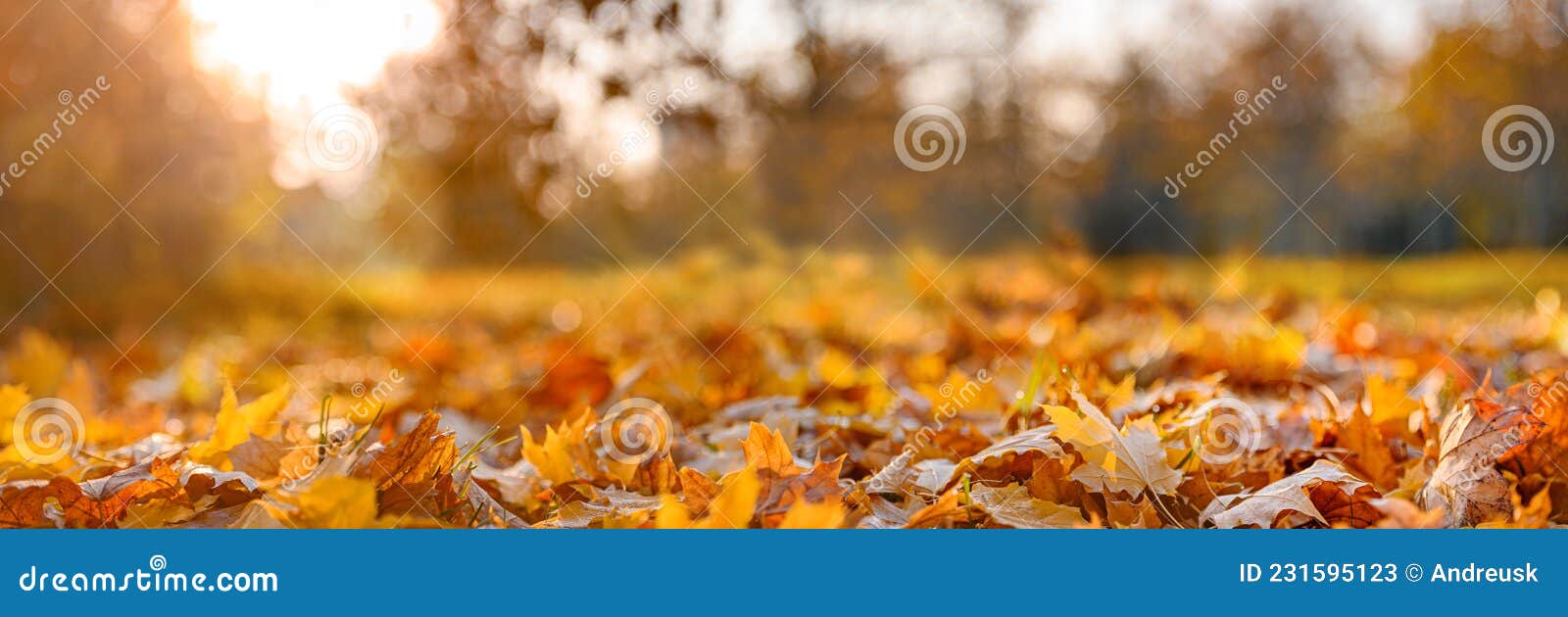 Orange Fall Leaves in Park, Autumn Natural Background Stock Image ...