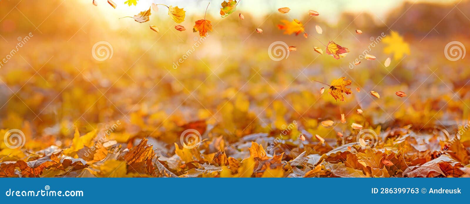 Orange Fall Leaves in Park, Sunny Autumn Natural Background Stock Image ...