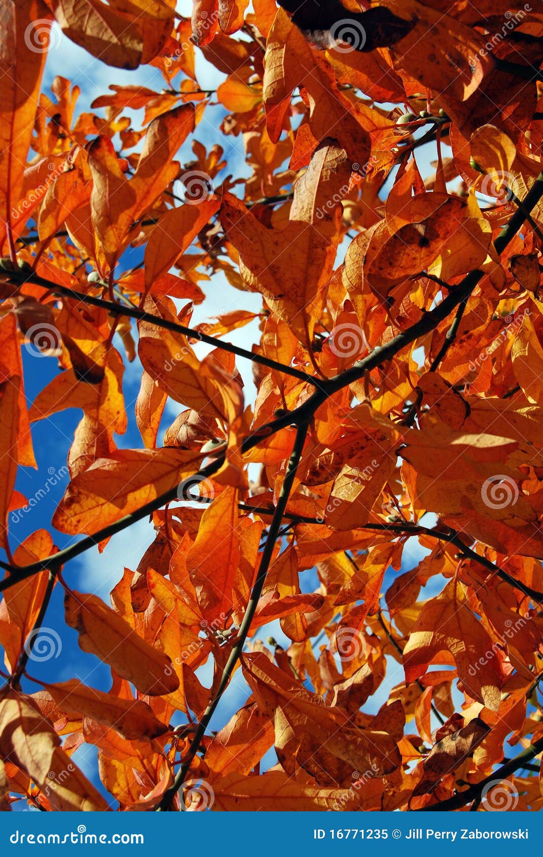 Orange Fall Leaves On A Tree Royalty-Free Stock Photography ...