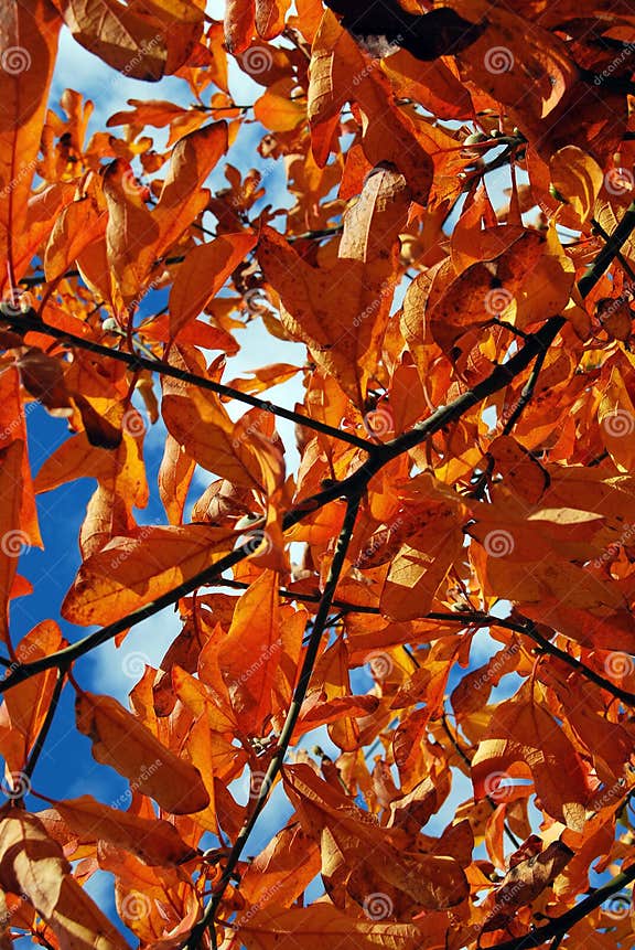 Orange Fall Leaves on a Tree Stock Image - Image of bright, background ...