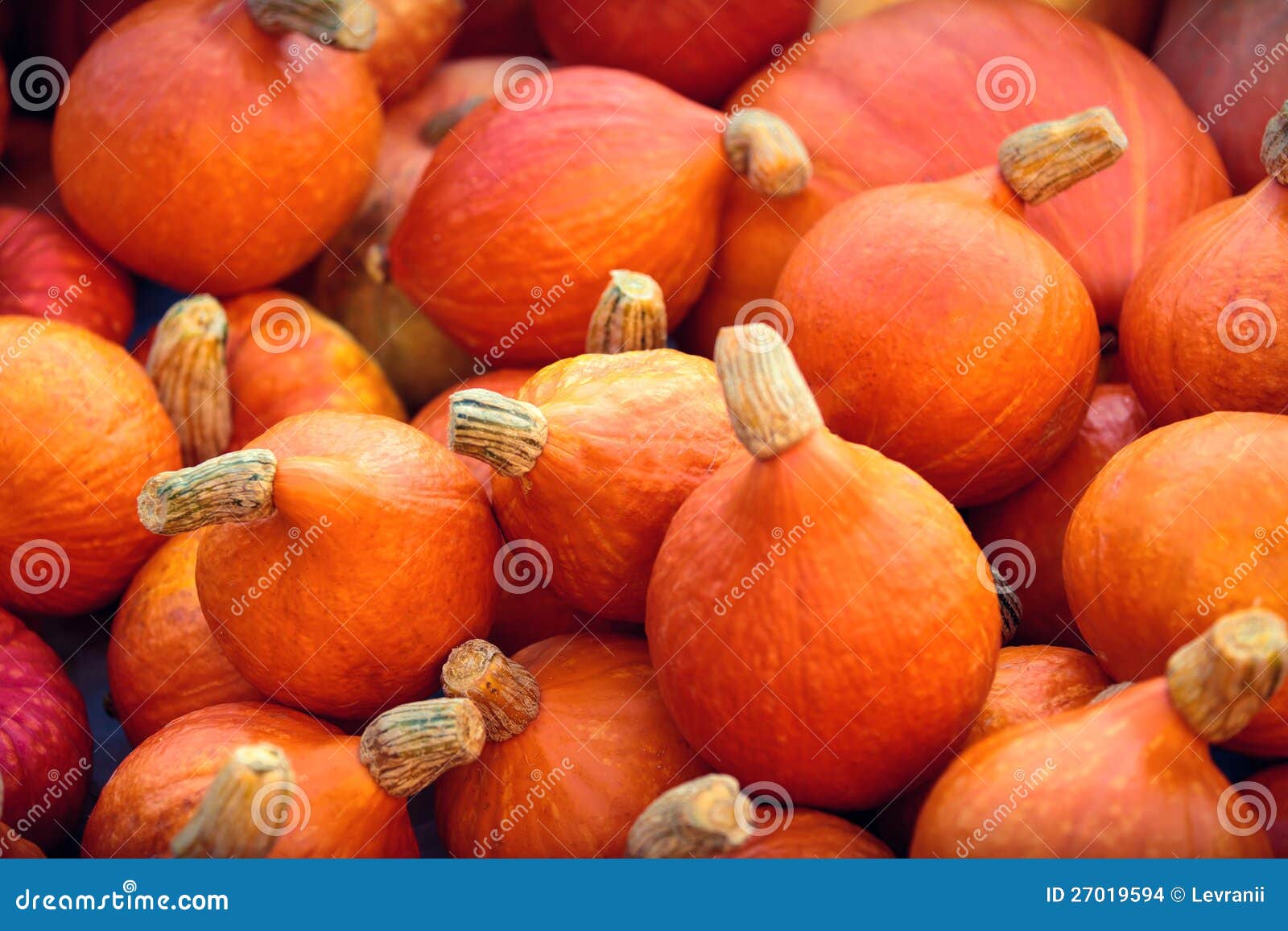 Orange Fall Pumpkins stock photo. Image of decoration - 27019594