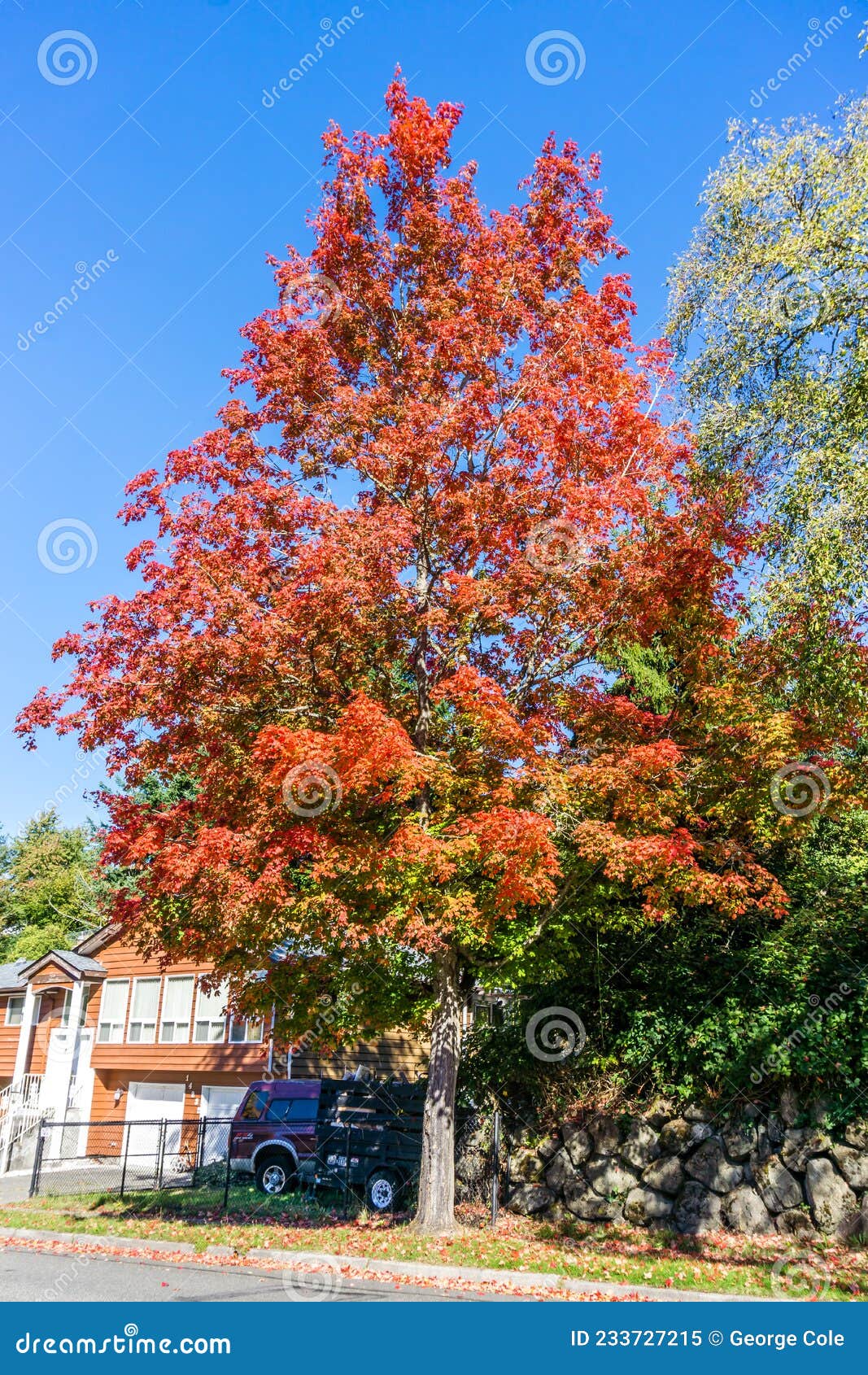 Orange Fall Tree stock image. Image of trees, orange - 233727215
