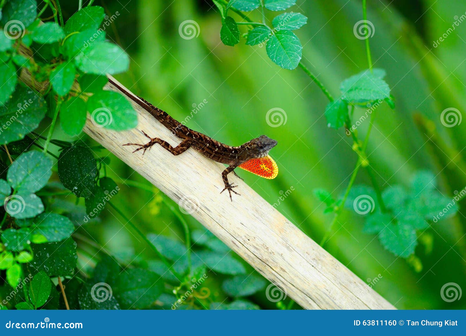 Orange fanned lizard stock photo. Image of lizard, macro - 63811160