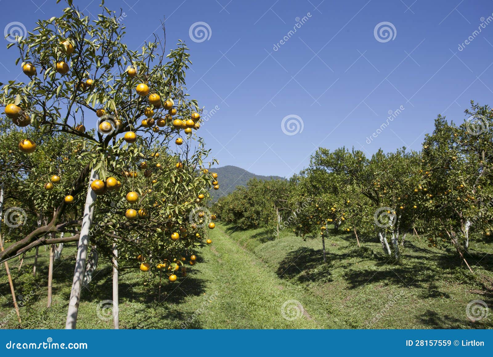 Orange farm stock image. Image of food, landscape, blue - 28157559