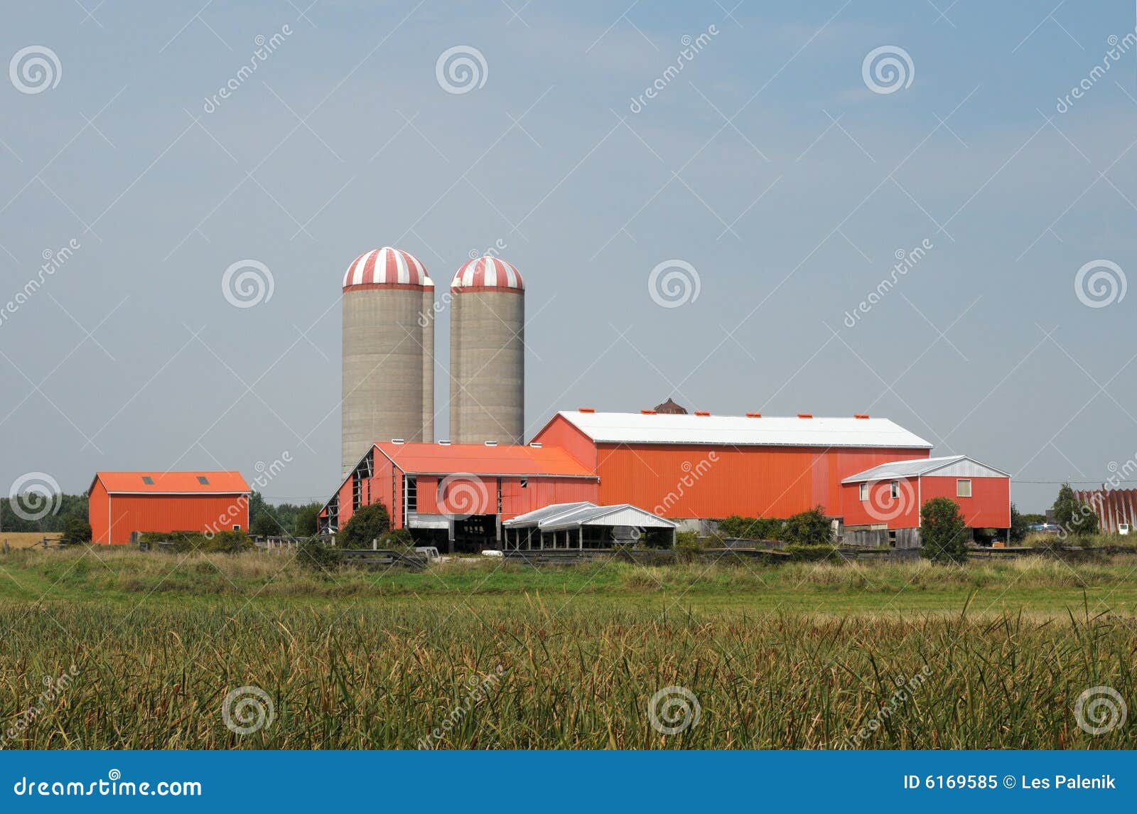 Orange Farm stock image. Image of corn, field, agriculture - 6169585