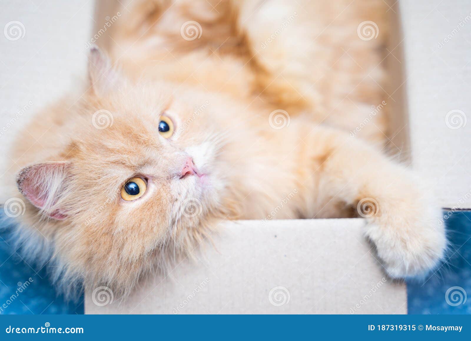 Orange Fat Cat Sleep in Paper Box Stock Image - Image of sleep, cute ...