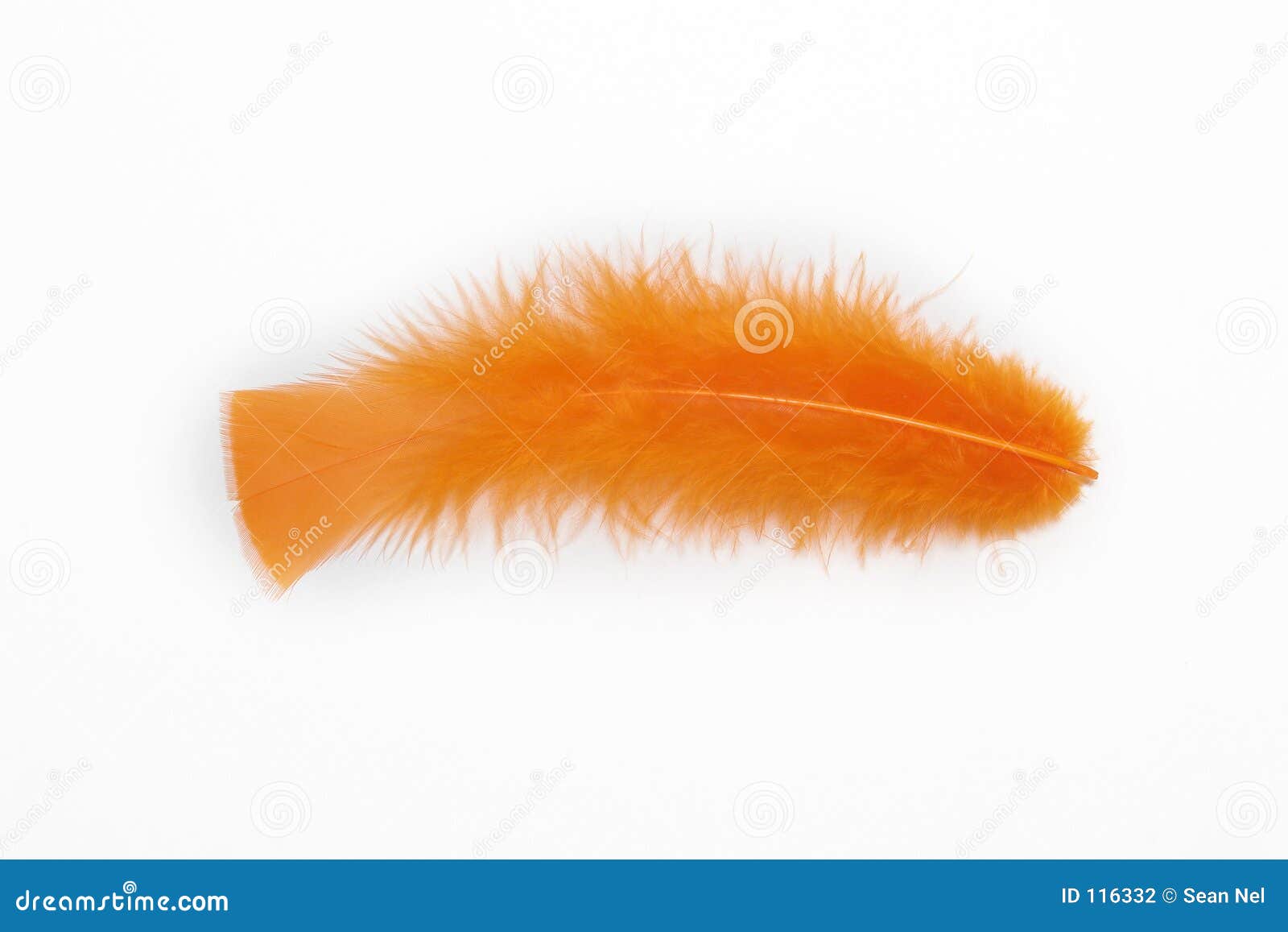 Orange feather stock photo. Image of plucked, feather, single - 116332