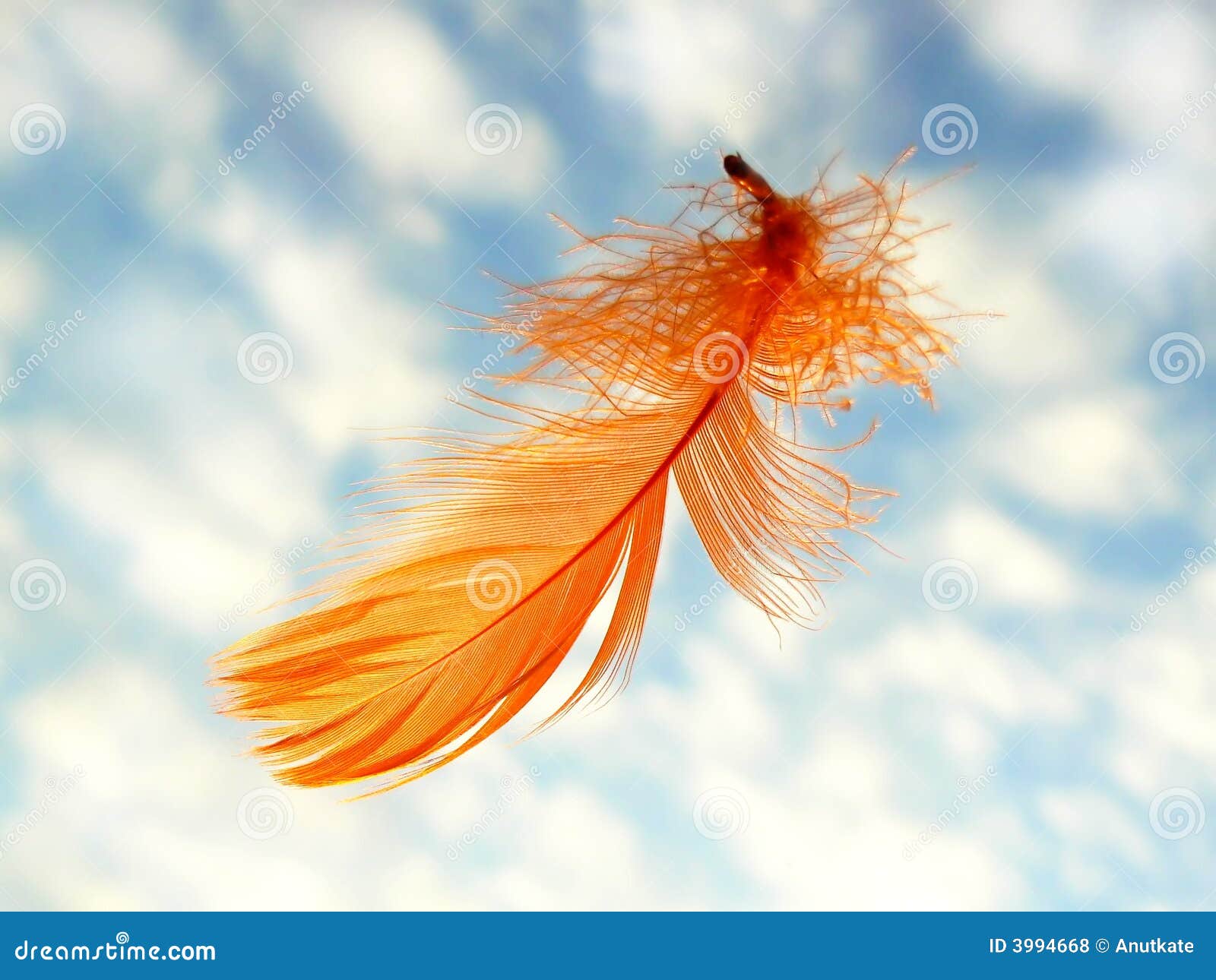 Orange feather stock photo. Image of light, orange, cloud - 3994668