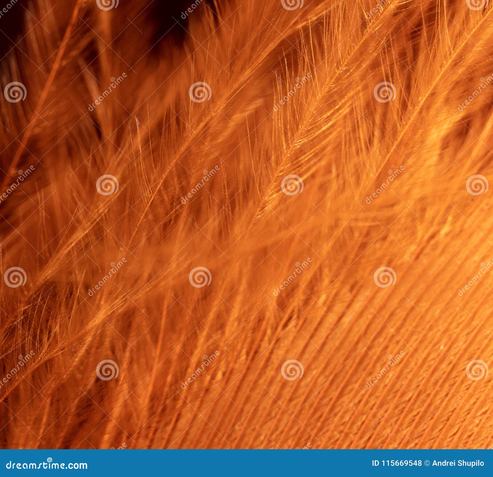 Orange Feather As an Abstract Background Stock Photo - Image of natural ...