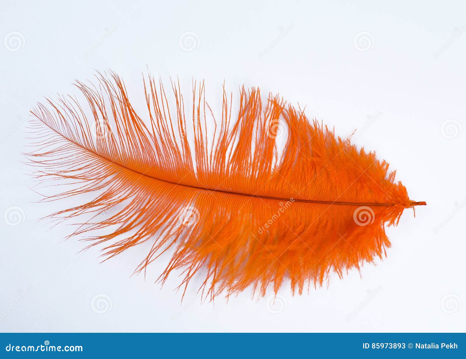 Orange feather stock image. Image of orange, decoration - 85973893
