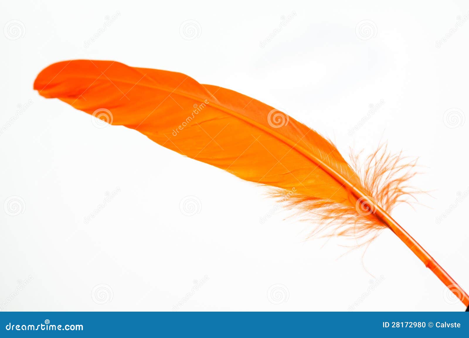 Orange feather close up stock photo. Image of macro, colorful - 28172980