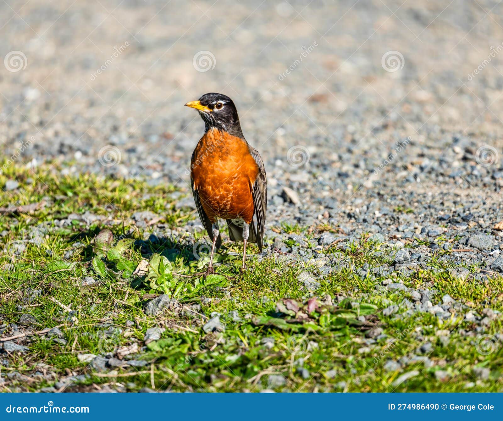 Orange Feathered Robin stock photo. Image of burien - 274986490