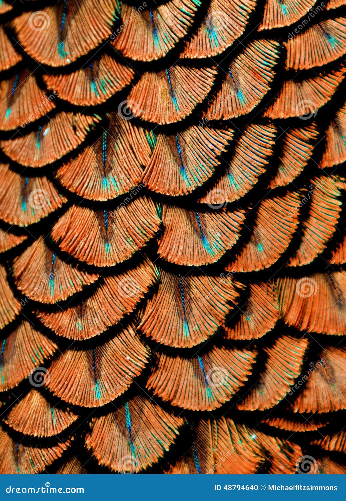 Orange Feathers stock photo. Image of wildlife, nature - 48794640