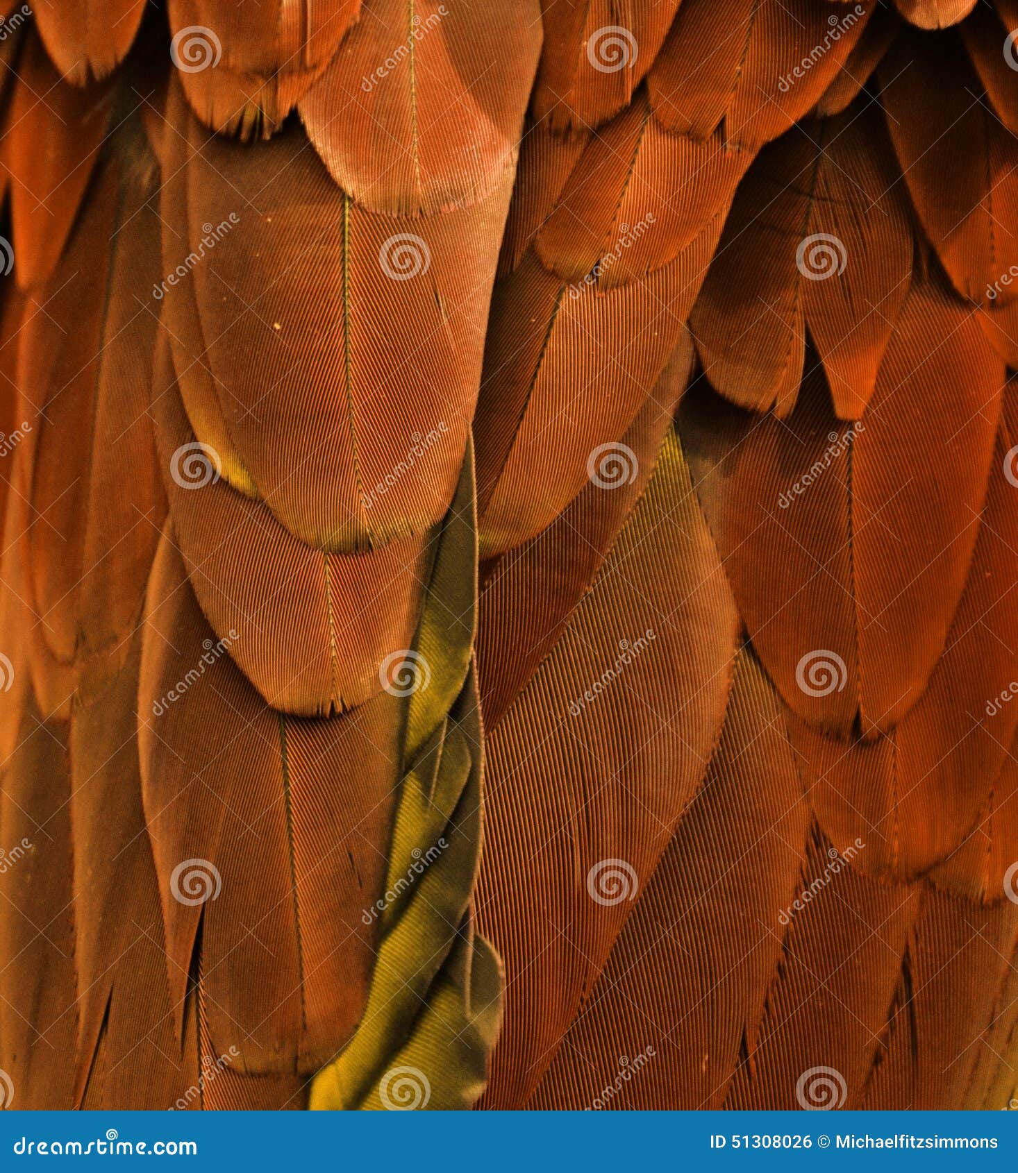 Orange Feathers stock photo. Image of wildlife, orange - 51308026