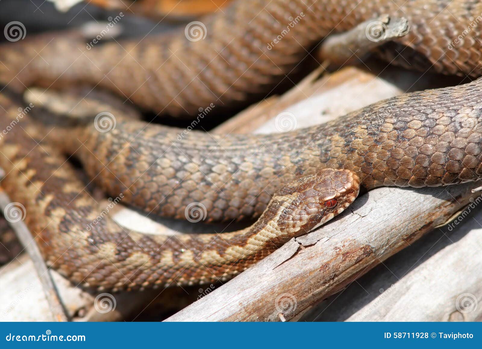 Female Berus Viper In Defensive Position Stock Image | CartoonDealer ...