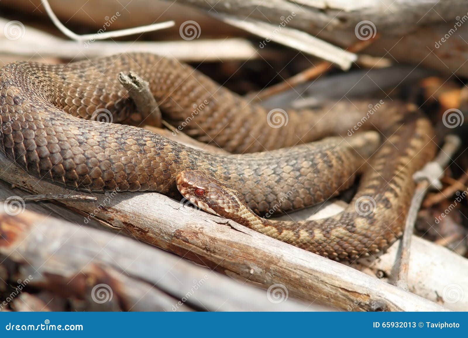 Orange female common adder stock image. Image of poisonous - 65932013