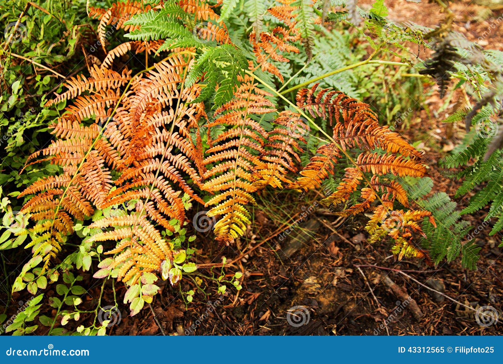Orange fern stock image. Image of environmental, forest - 43312565