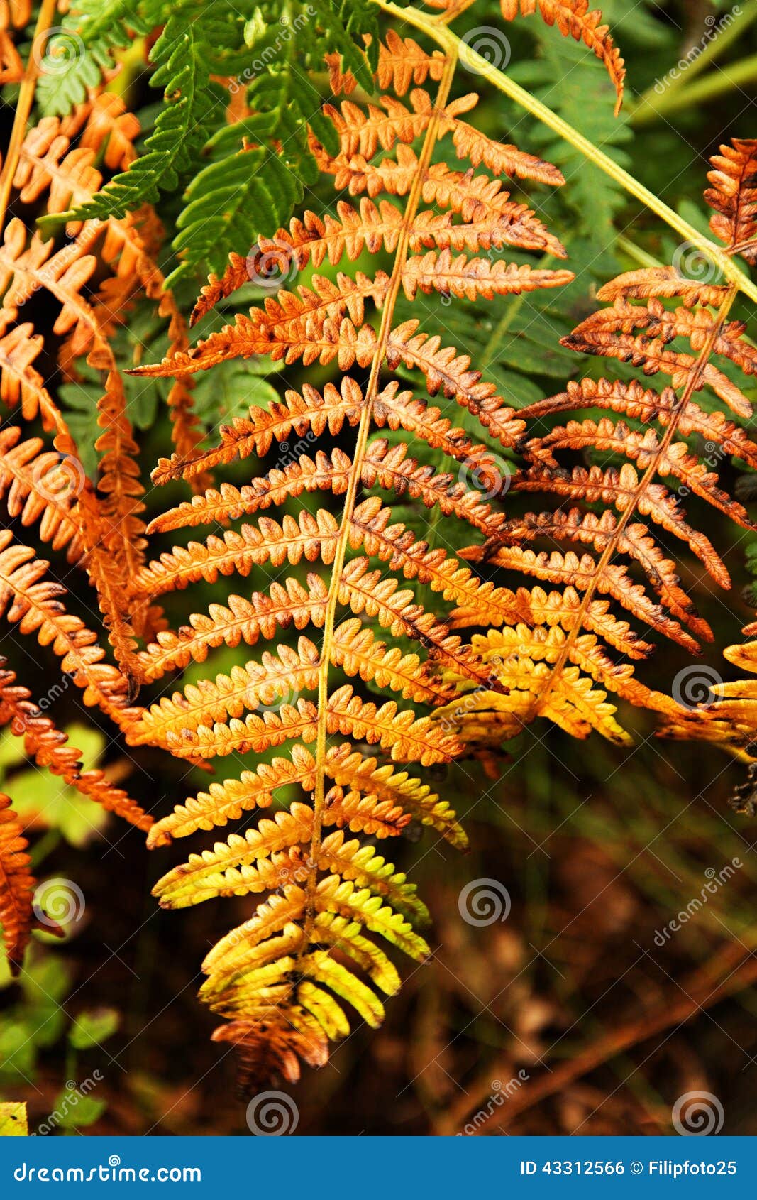 Orange fern stock photo. Image of botanical, flora, november - 43312566