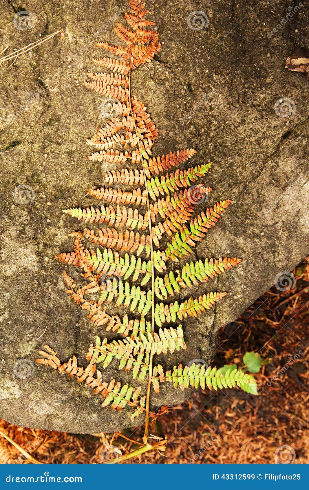 Orange fern stock image. Image of branch, morning, fern - 43312599